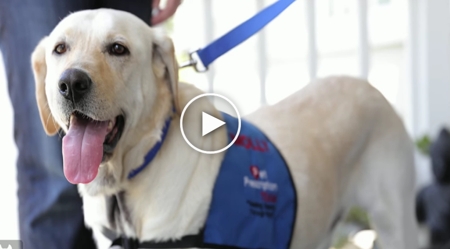 Abused And Abandoned Labrador Survives Cancer And Becomes A Therapy Dog