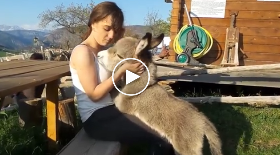 Adorable Baby Donkey Greets A Girl By Showering Her In Cuddles And Kisses