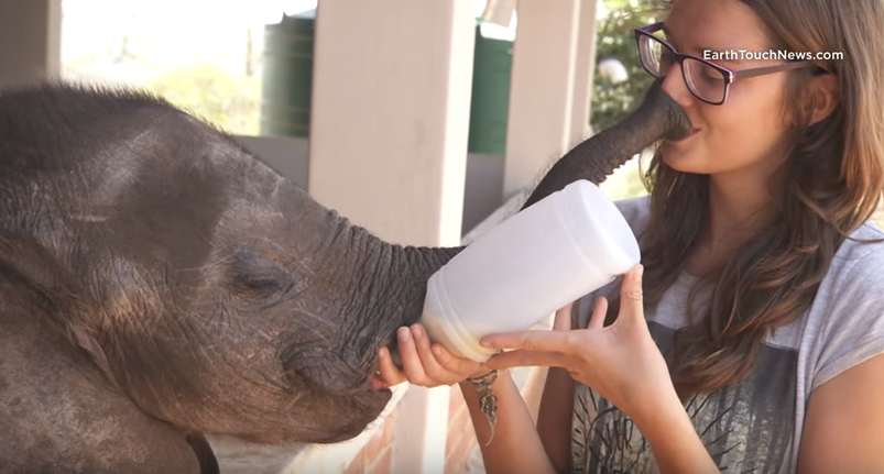 A Baby Elephant Was Rejected By The Herd, But Watch Who Shows Up…